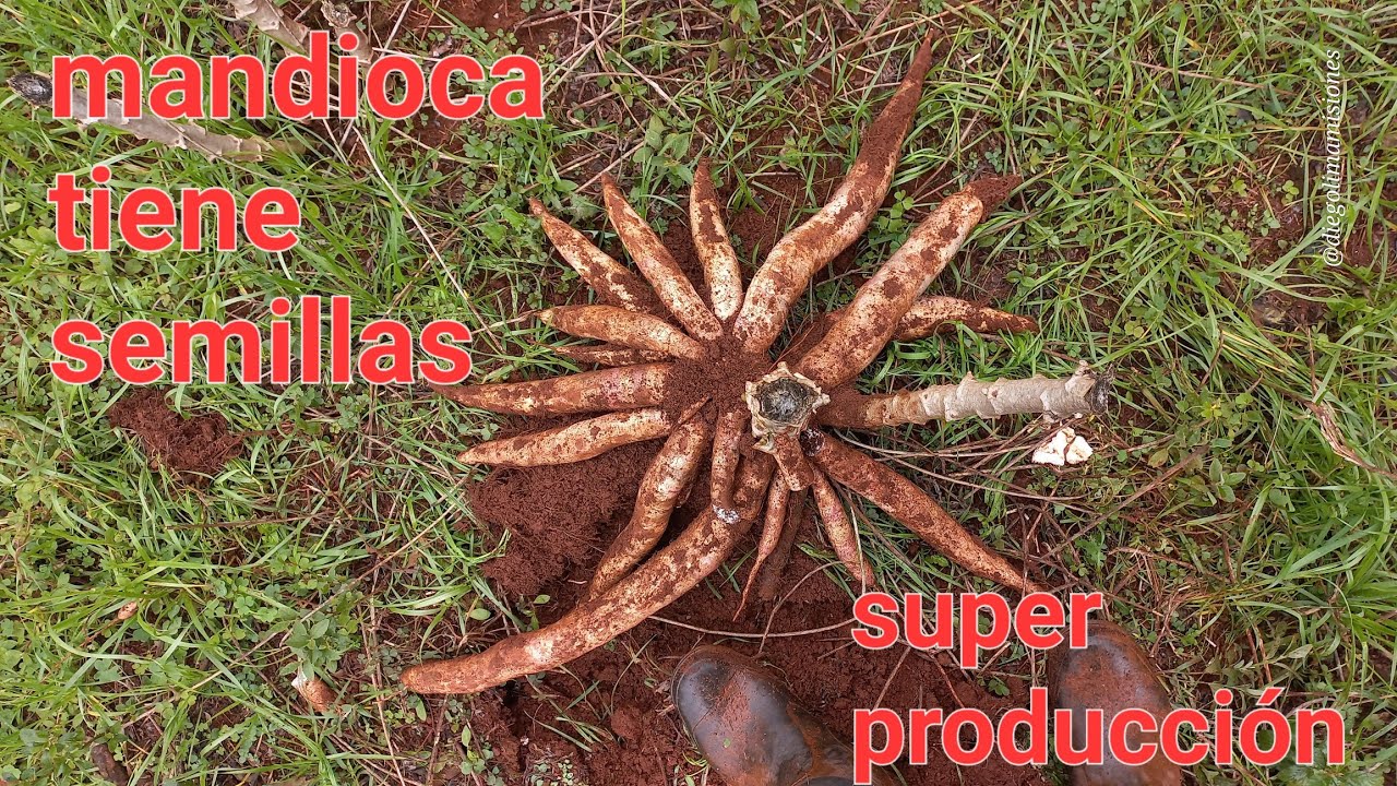 Tipos De Plantas De Mandioca Producción De Mandioca Y Sus Usos