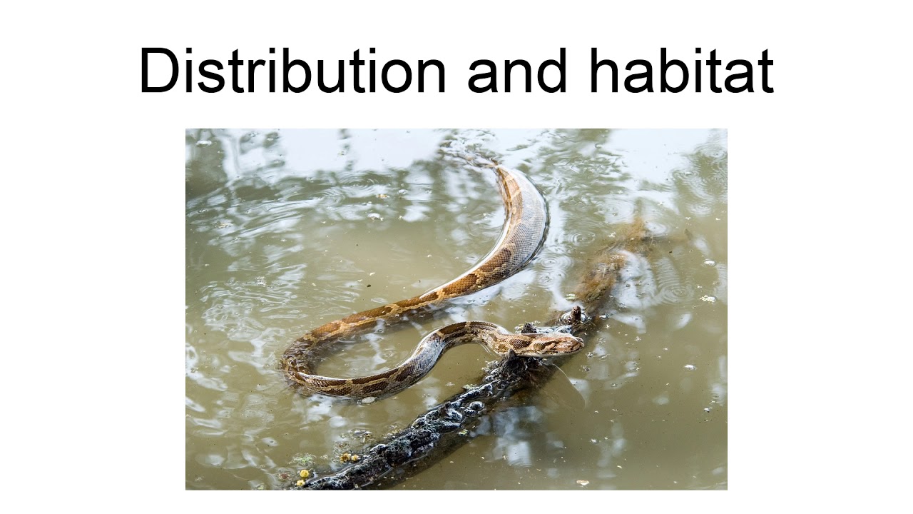 Python Molurus - YouTube