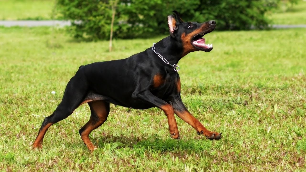 How to Groom Your Doberman Pinscher s Coat During Shedding Season - YouTube