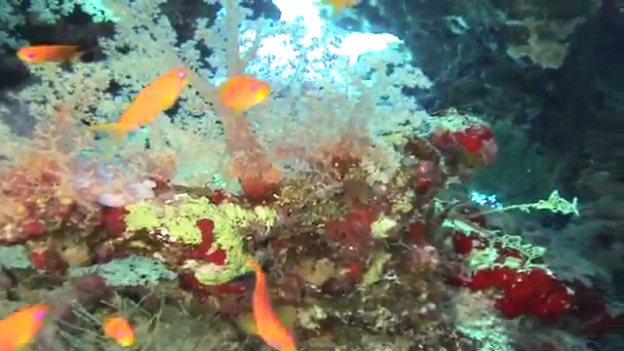 Leopardenhai,James&Mac,Tauchen Ägypten,Hurghada,Rotes Meer,Putzerfische ...