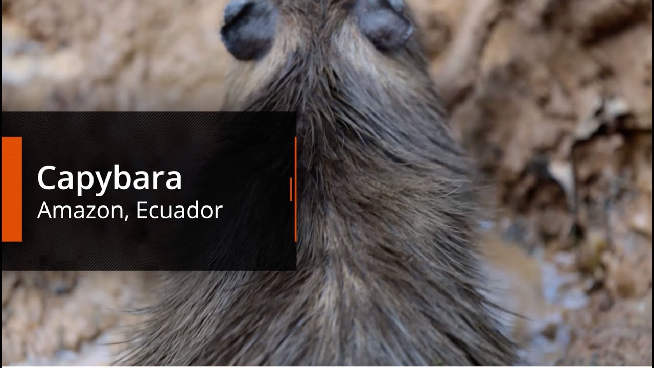 Capybara Facts - Learning About The Animals of Ecuador - YouTube