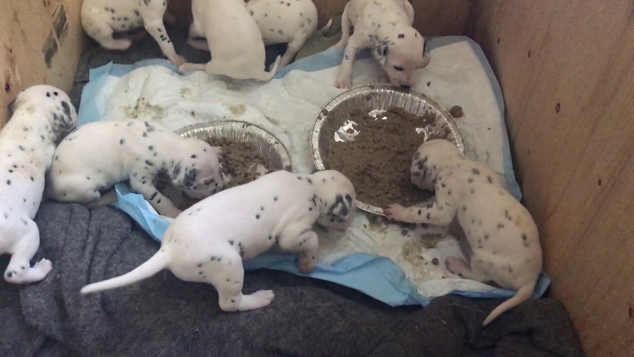 Dalmatian Pups Eating Solid Food for the First Time - YouTube