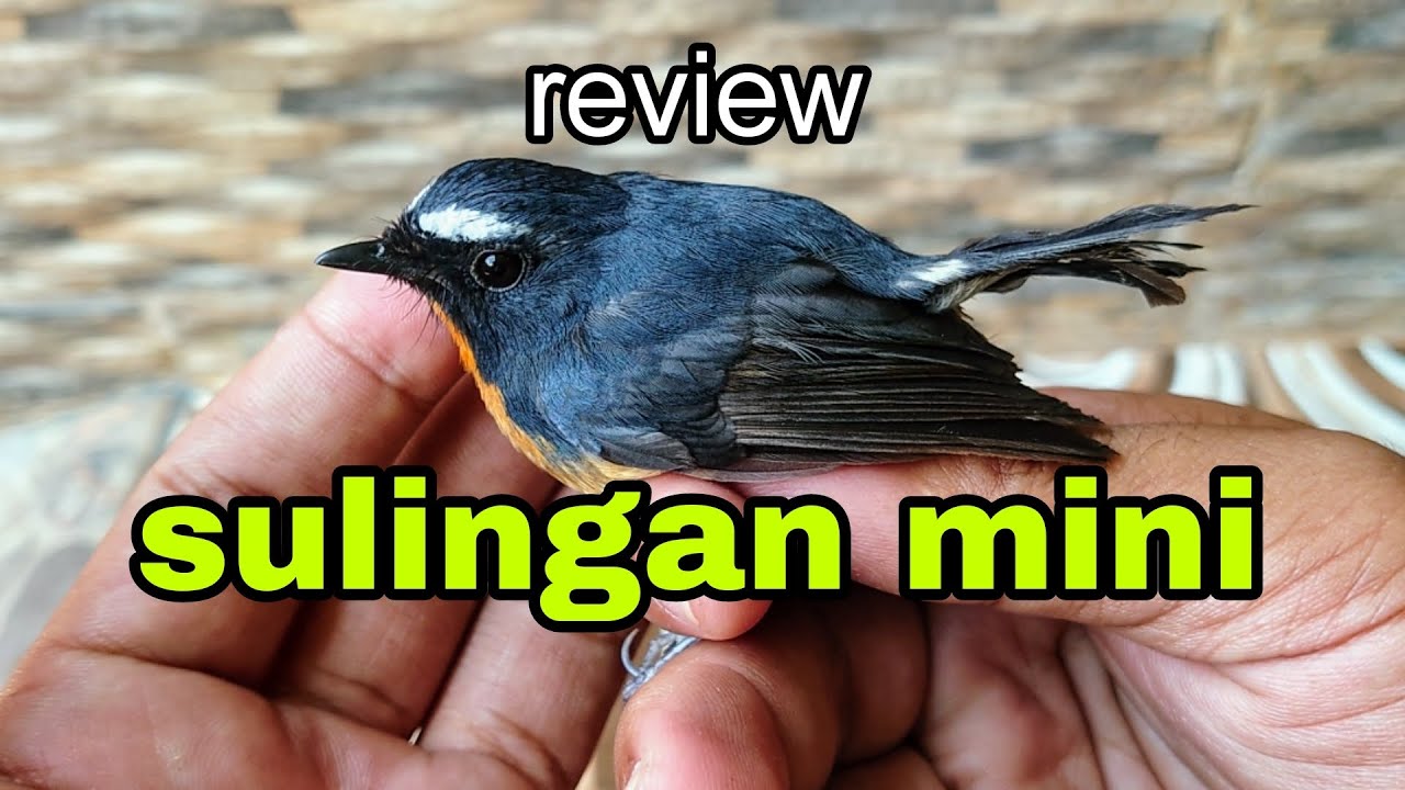 REVIEW BURUNG SULINGAN MINI | SIKATAN BODOH | SULINGAN MINI GACOR ...