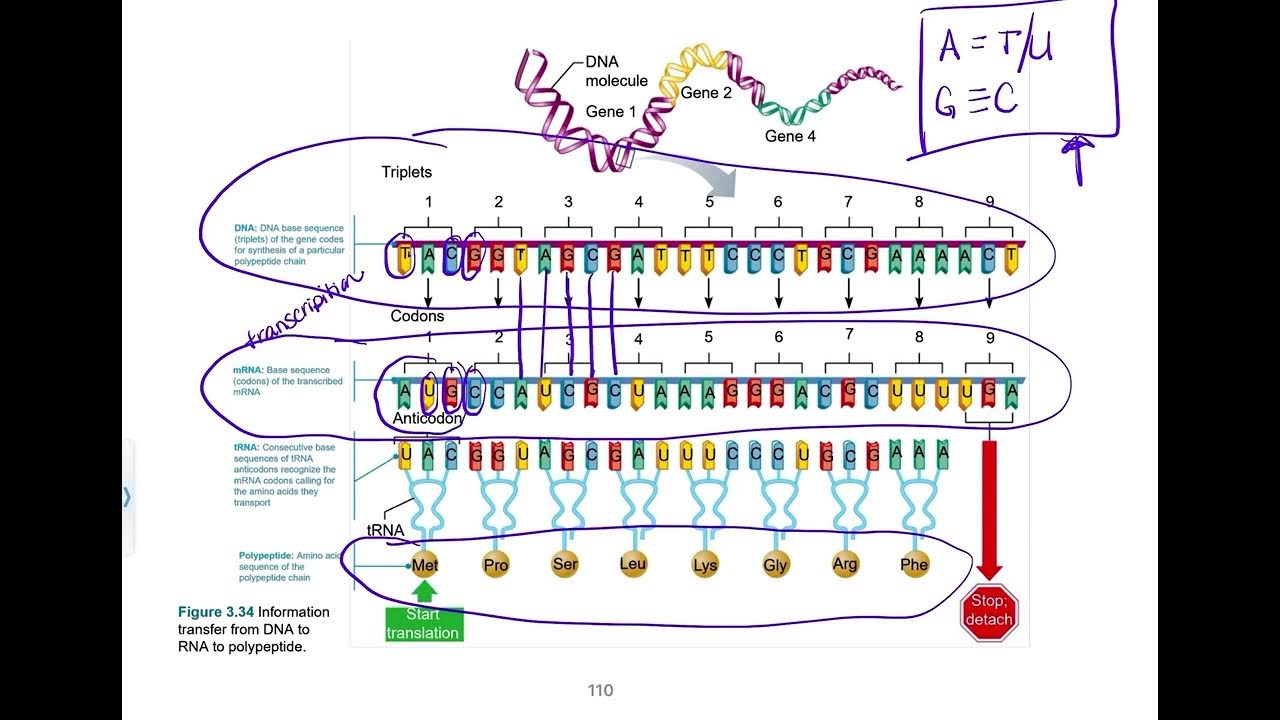 3.11 - mRNA Overview - YouTube