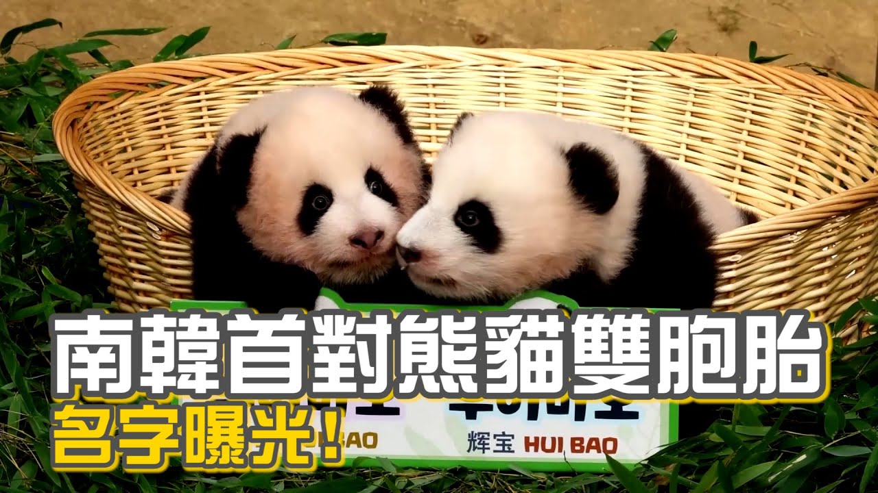 70萬人投票！南韓首對「大熊貓雙胞胎🐼」名字曝光 South Korea zoo unveils names of baby panda twins｜寵物動物｜韓國 - YouTube