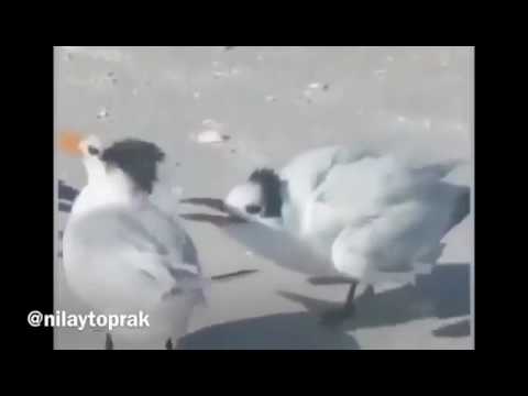 Martıların Komik Videosu (gülmekten bayılacaksınız)