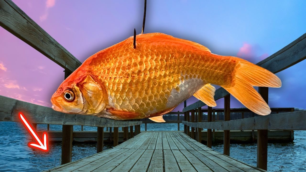 Catching Huge BASS with GOLDFISH…No Boat Needed! - YouTube