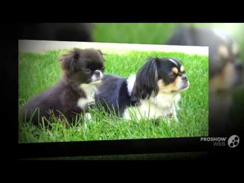 Jatzu Dog breed - YouTube