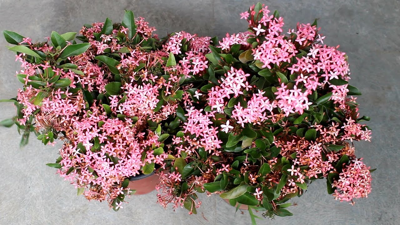 The Best Variety Of Ixora Plant For Maximum Flowering Youtube