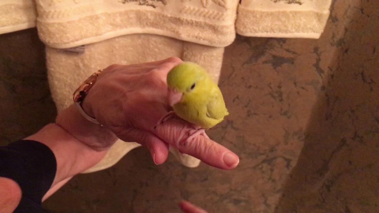 Fly Babies Aviary - Free Delivery Nationwide - Adriana - YouTube