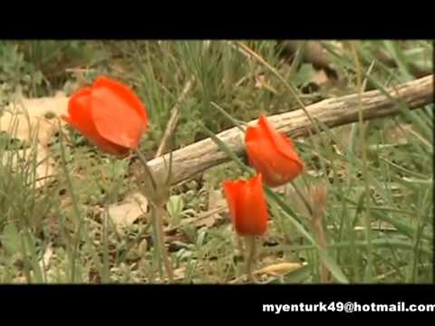bilmem ağlasam mı =mehmet yentürk