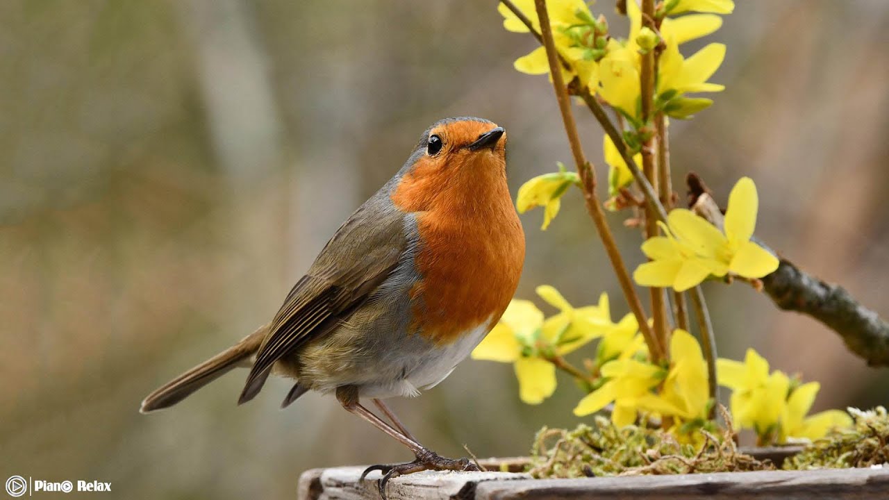 Relaxing Piano Music & Soothing Music with Birds Singing for Good ...