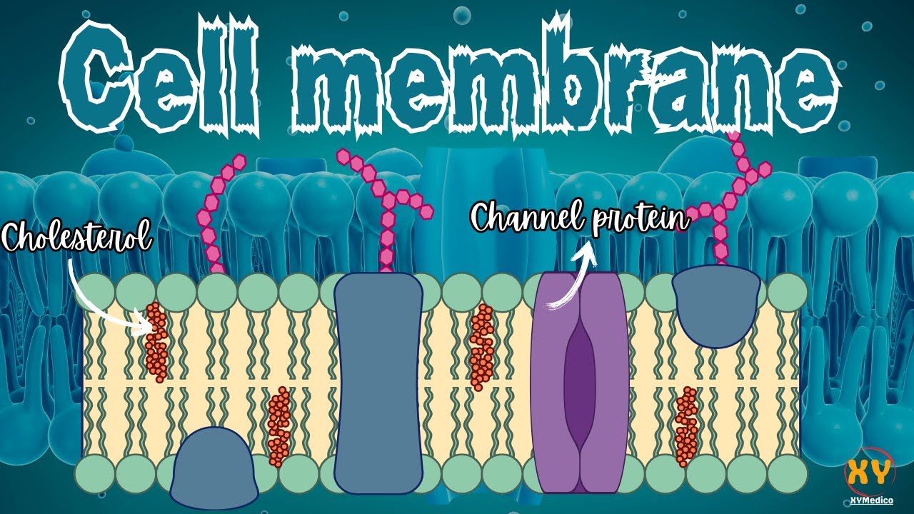 Cell Membrane: Fluid Mosaic Model, Structure, Function, Glycoproteins ...