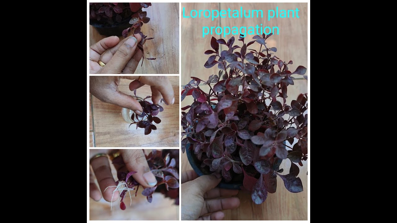 #Propagation~Loropetalum Plant/ Lalsa/Border plant stem cutting ...
