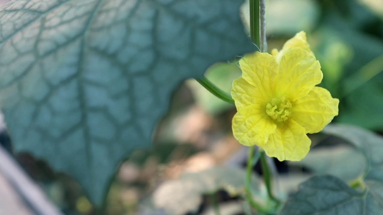 Growing ridged gourd/turai in a container at home - YouTube