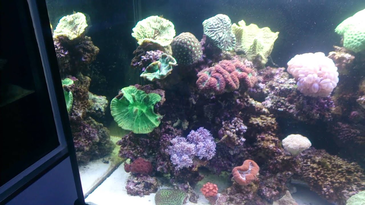 Adding coral to out Red Sea 650 coral aquarium - YouTube