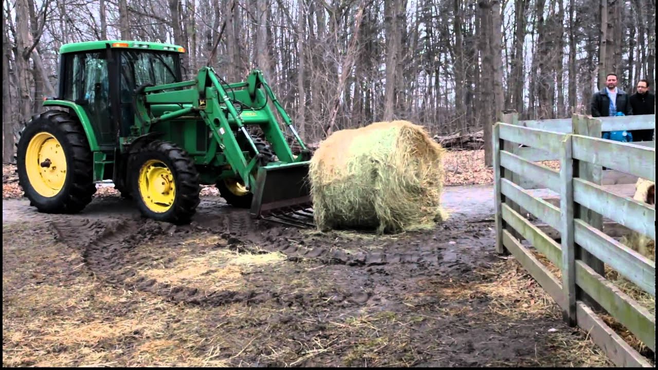 Feeding the cows at Bronte Farm - YouTube