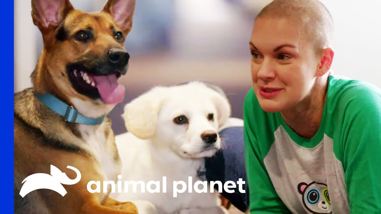 Amanda Saves 16 Dogs During Road Trip Across Ten States | Amanda To The ...