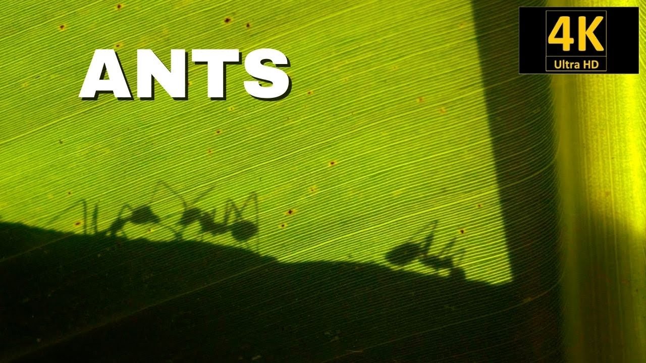 AMAZING WORLD of ANTS - Wildlife Documentary in 4K Ultra HD - YouTube
