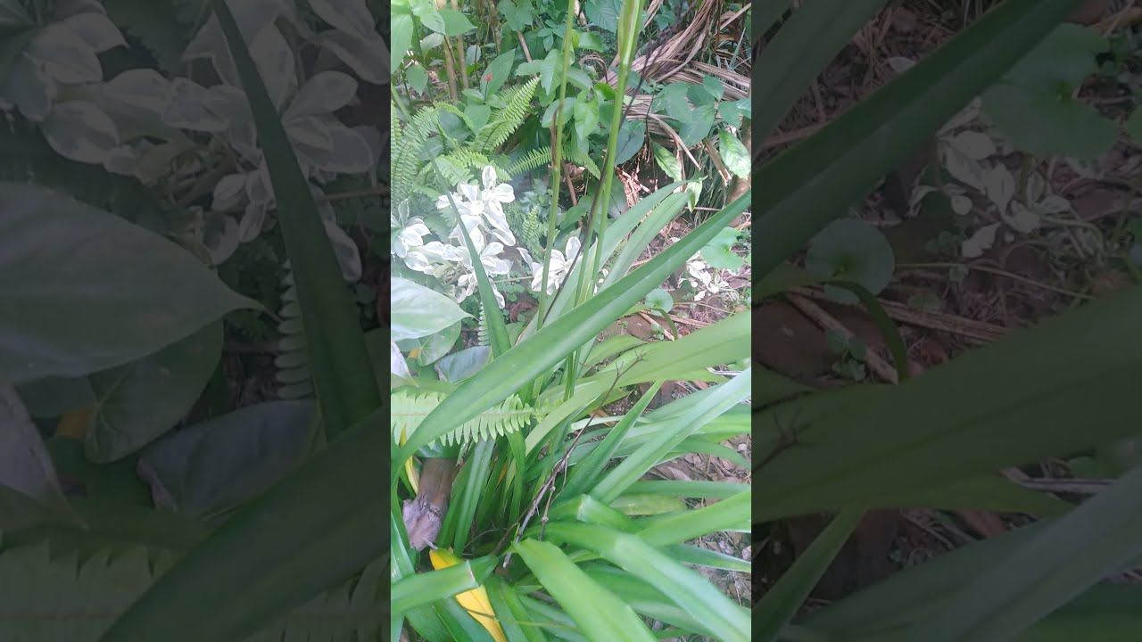දුටු සතුටු dutu sathutu hurbel plant| Ayurvedic Medicine Sri Lanka# ...