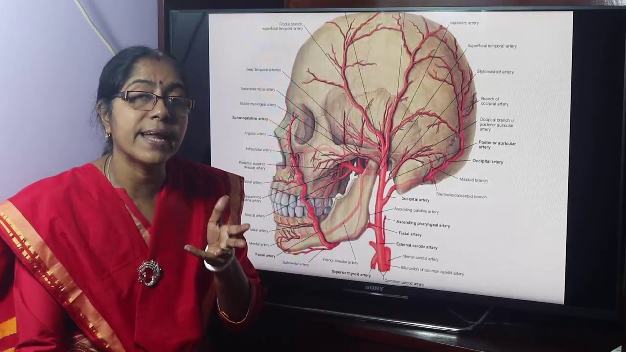 Lecture On Facial Artery - YouTube