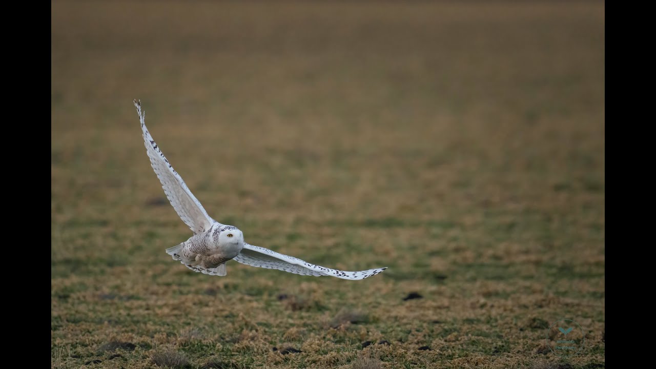 Snowy Owl Hunting HD 1080p - YouTube