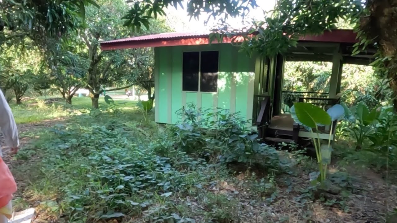 Visiting our mango farm - YouTube