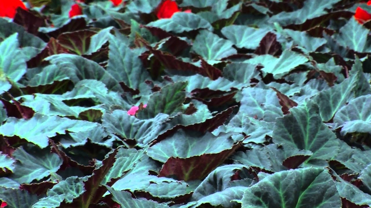 Plants that do well in shady conditions - YouTube