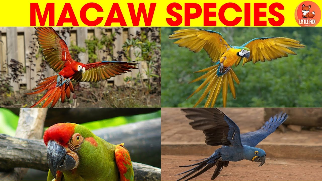 21 Rainbow Macaws! 🌈🦜 Exploring the World of Macaws! in English # ...