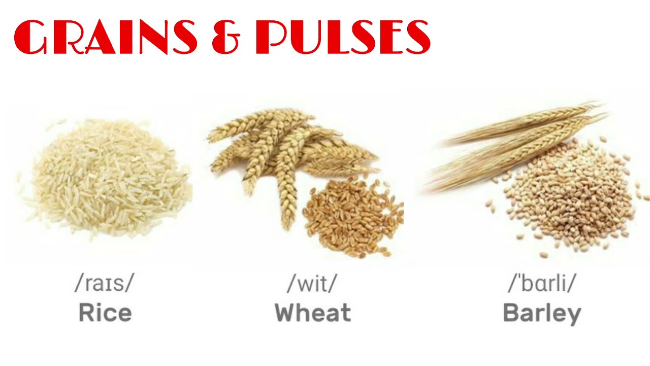 GRAINS and PULSES 🌾 in English - VOCABULARY - YouTube