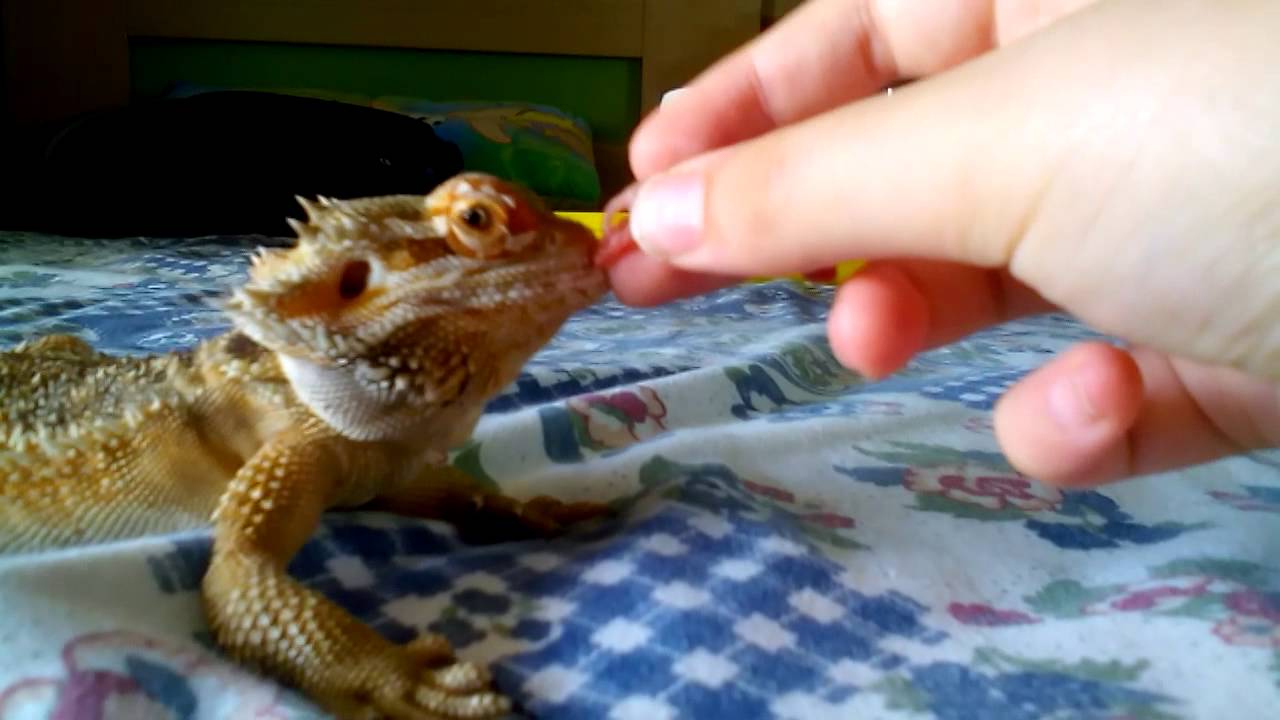 adult female bearded dragon eats pinky mice - YouTube