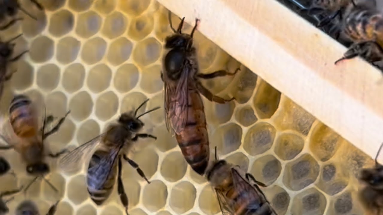 Beekeeping - First inspection of the new Hive IQ - YouTube