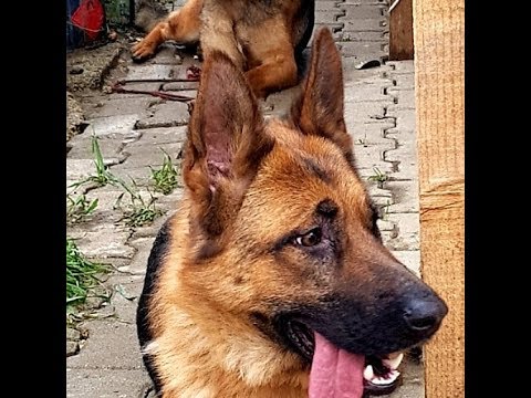 Bahçemizin yeni K 9  ALMAN ÇOBAN KÖPEKLERi  birbirlerini çekemiyorlar video sonuna dikkat