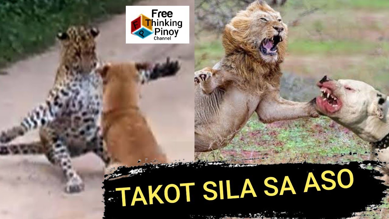 10 HAYOP NA KAYANG TALUNIN NG ASO | Dogs VS Wild Animals: Lion, Tiger ...
