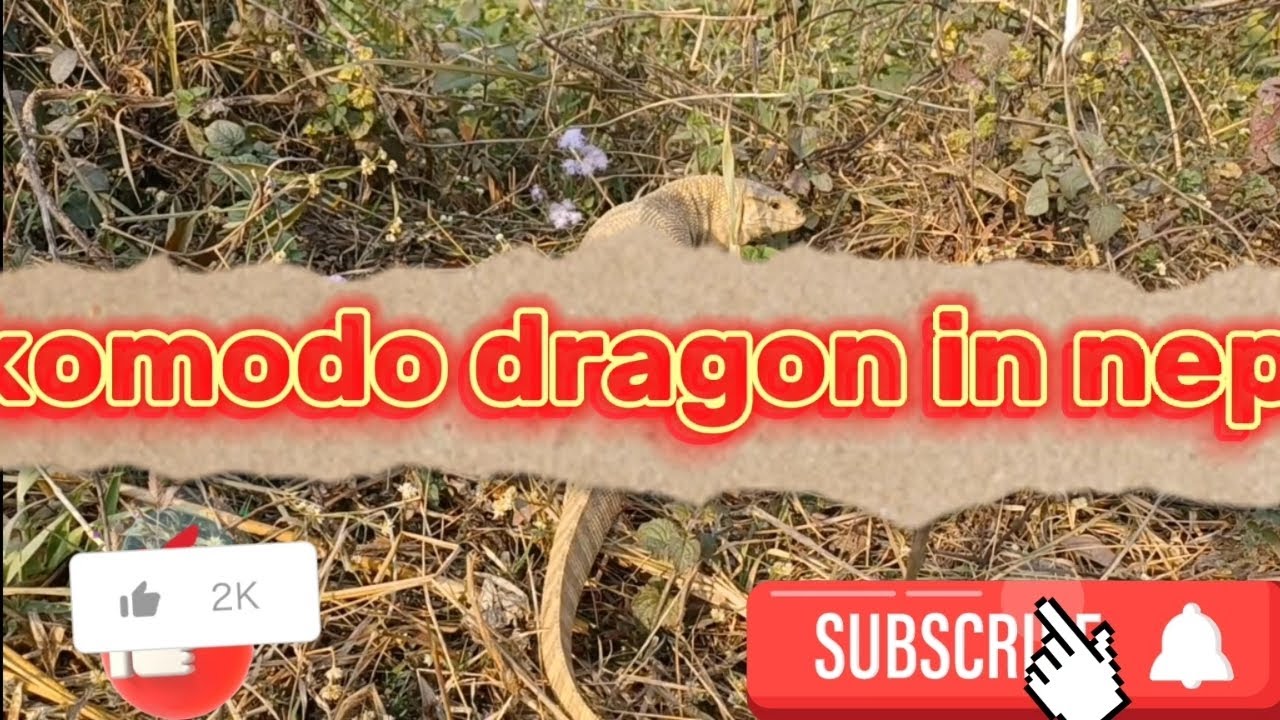 The Ultimate Guide to Spotting Komodo Dragons in Nepal - YouTube