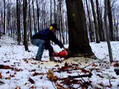 timber falling logging - YouTube