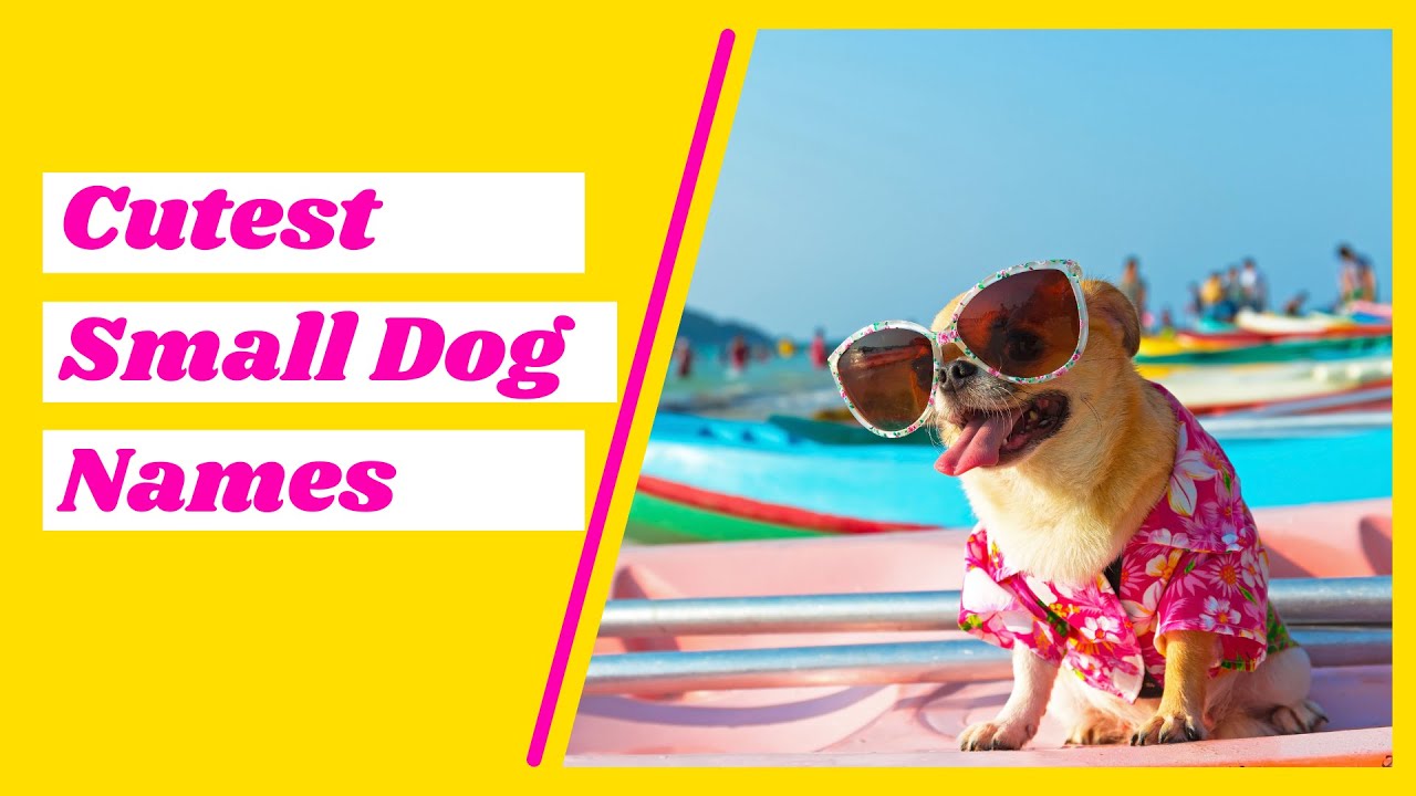 30 Cutest Small Dog Names With Meaning 2021 ! Unique Puppy Names ! Pet ...