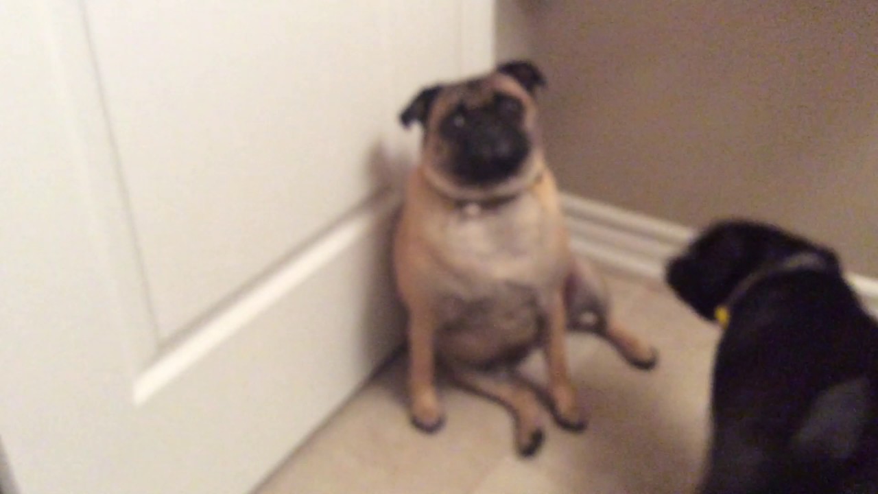 My pug confused - YouTube