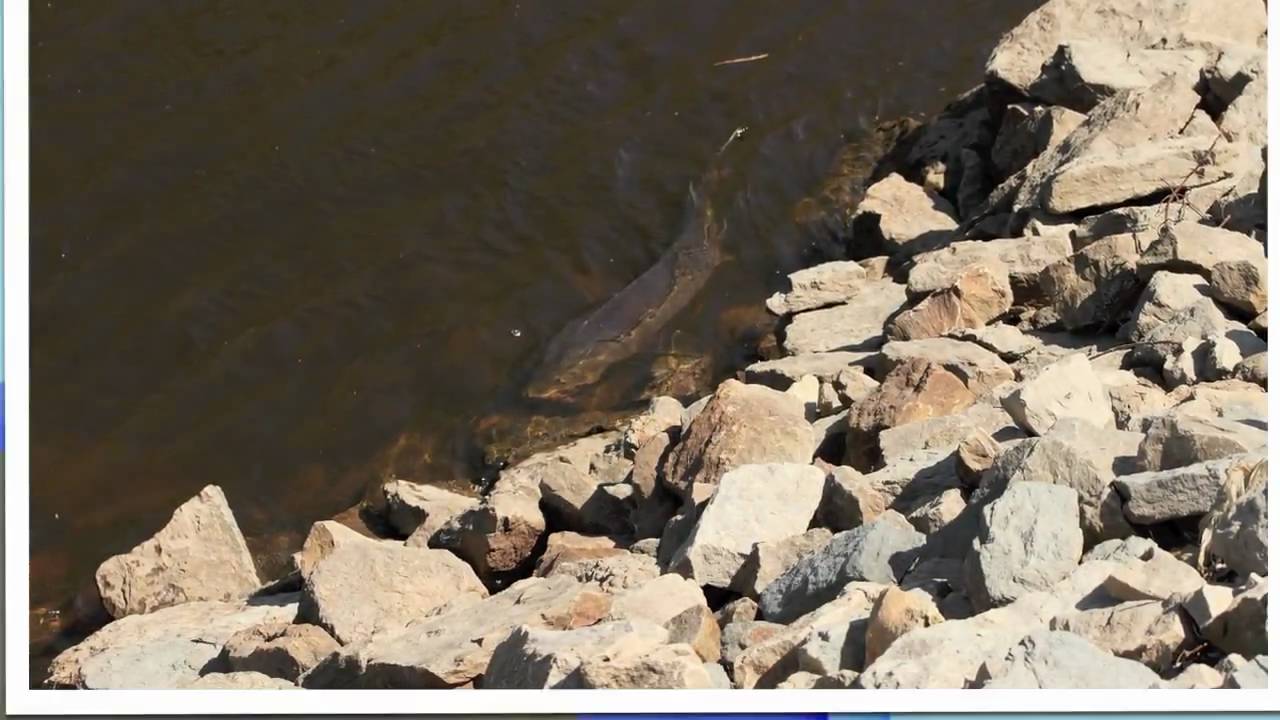 Sturgeon Spawning in The Wolf River, Shiocton, WI - YouTube