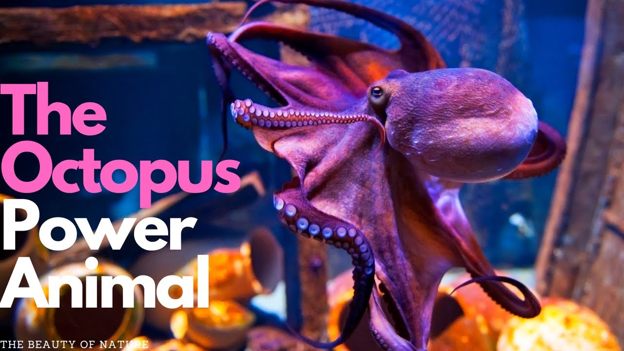 "The Wisdom of the Octopus Power Animal: A 90-Second Guide" - YouTube