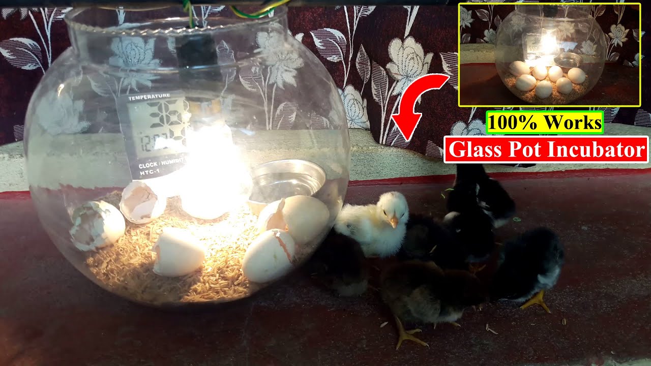 Best Way to Hatch Chicks in a Glass Pot | DIY Homemade Incubator for ...