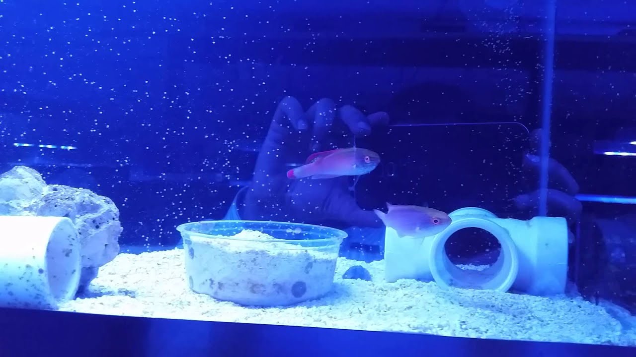 Pink margin fairy wrasse pair - YouTube