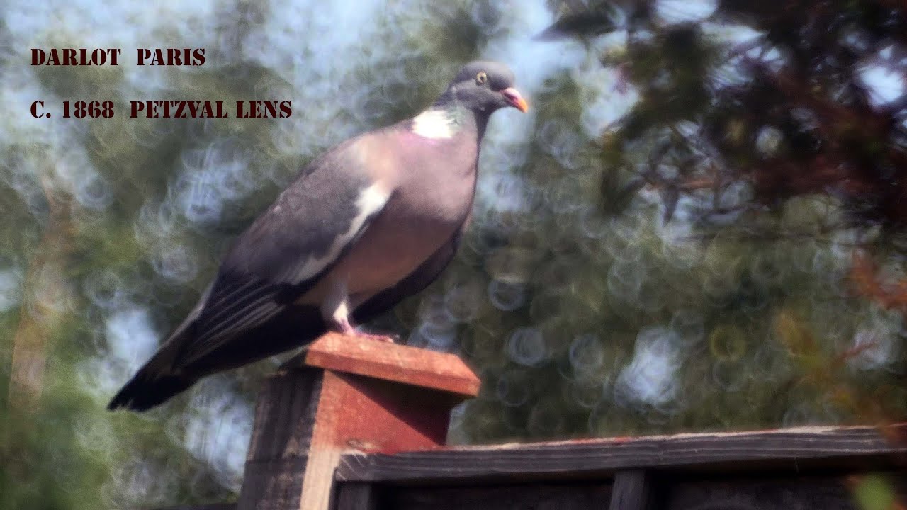 Wood Pigeon ( Darlot Paris Petzval Lens) - YouTube