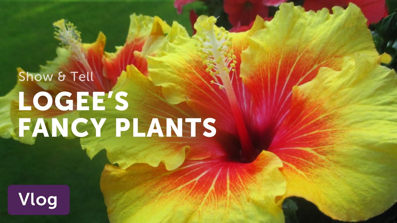 LOGEE'S Fancy Plant Picks — Vlog 053 - YouTube