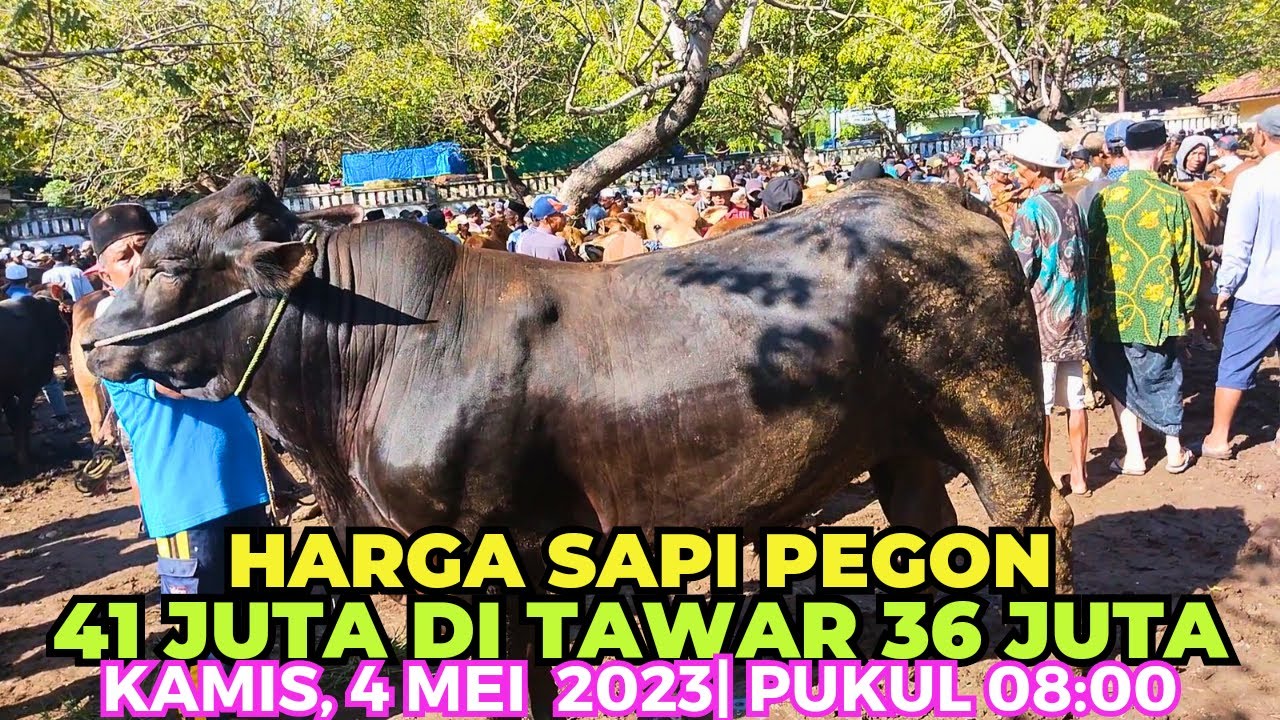 HARGA SAPI PEGON 41 JUTA SUDAH DI TAWAR 36 JUTA DI PASAR KAMISAN ...