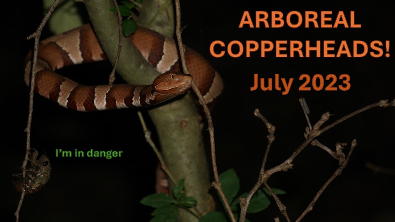 Copperheads in the Trees!? - YouTube