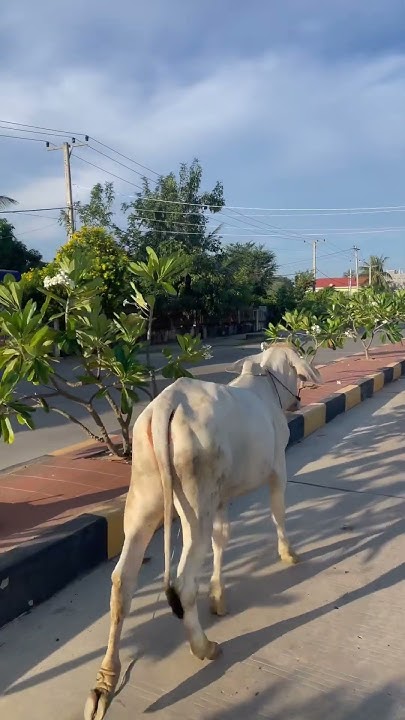 Cow Walk #cowlife #cow - YouTube