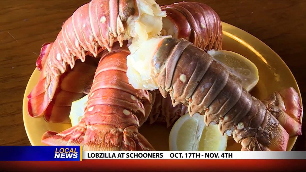 Lobzilla at Schooners - Local News - YouTube