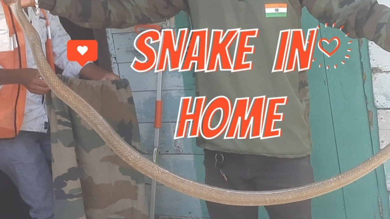 Big SNAKE Rescued By Wildlife Team at Mohanpura, Port Blair, Andaman ...