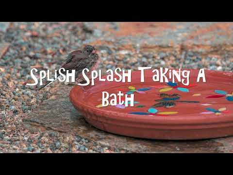 Splish Splash, Taking a Bath - YouTube
